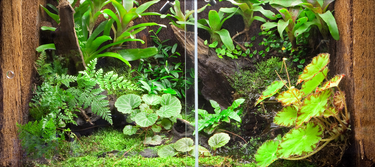 Fernwood NZ | 100% Natural New Zealand Tree Fern Products