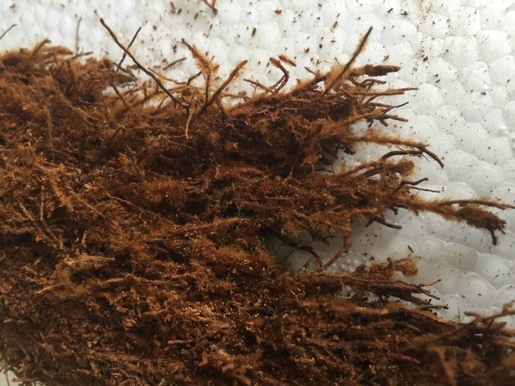 Tree Fern Orchid Substrate | Fernwood NZ